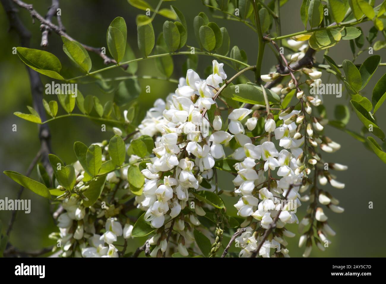 Robinia, common locust, locust tree, white locust, Mramor, Bulgaria ...