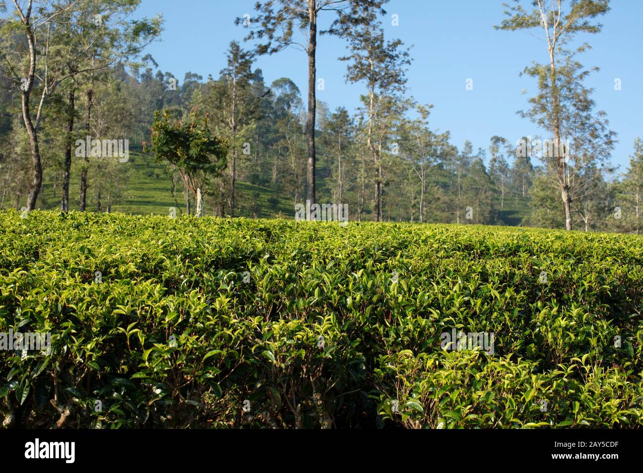 Tea Garden, Tea Plants, Tea Plantage Sri Lanka Stock Photo - Alamy