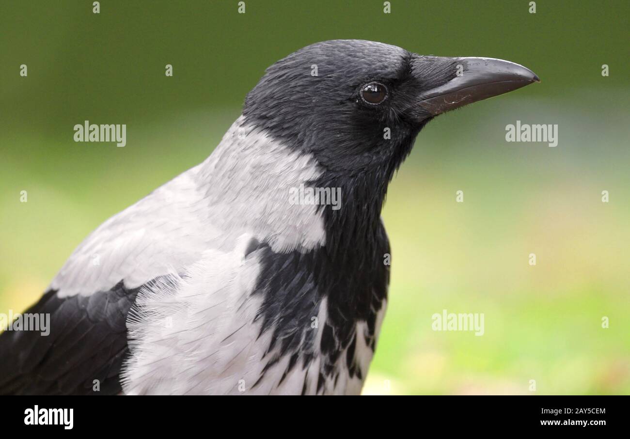 Single Hooded crow bird - latin Corvus cornix - during the spring ...