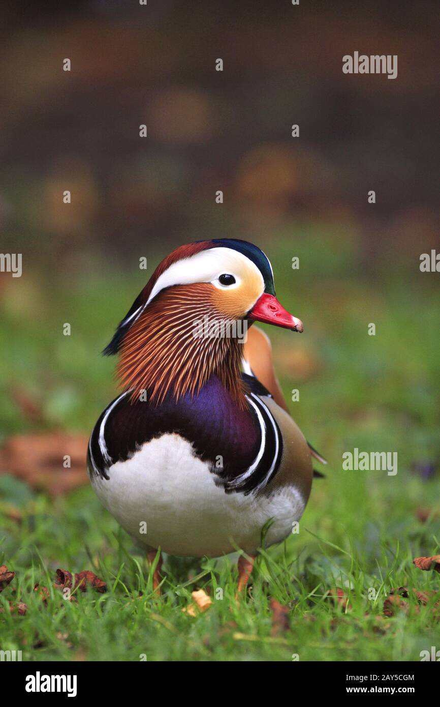 Single male Mandarin Duck - latin Aix galericulata - bird natively ...