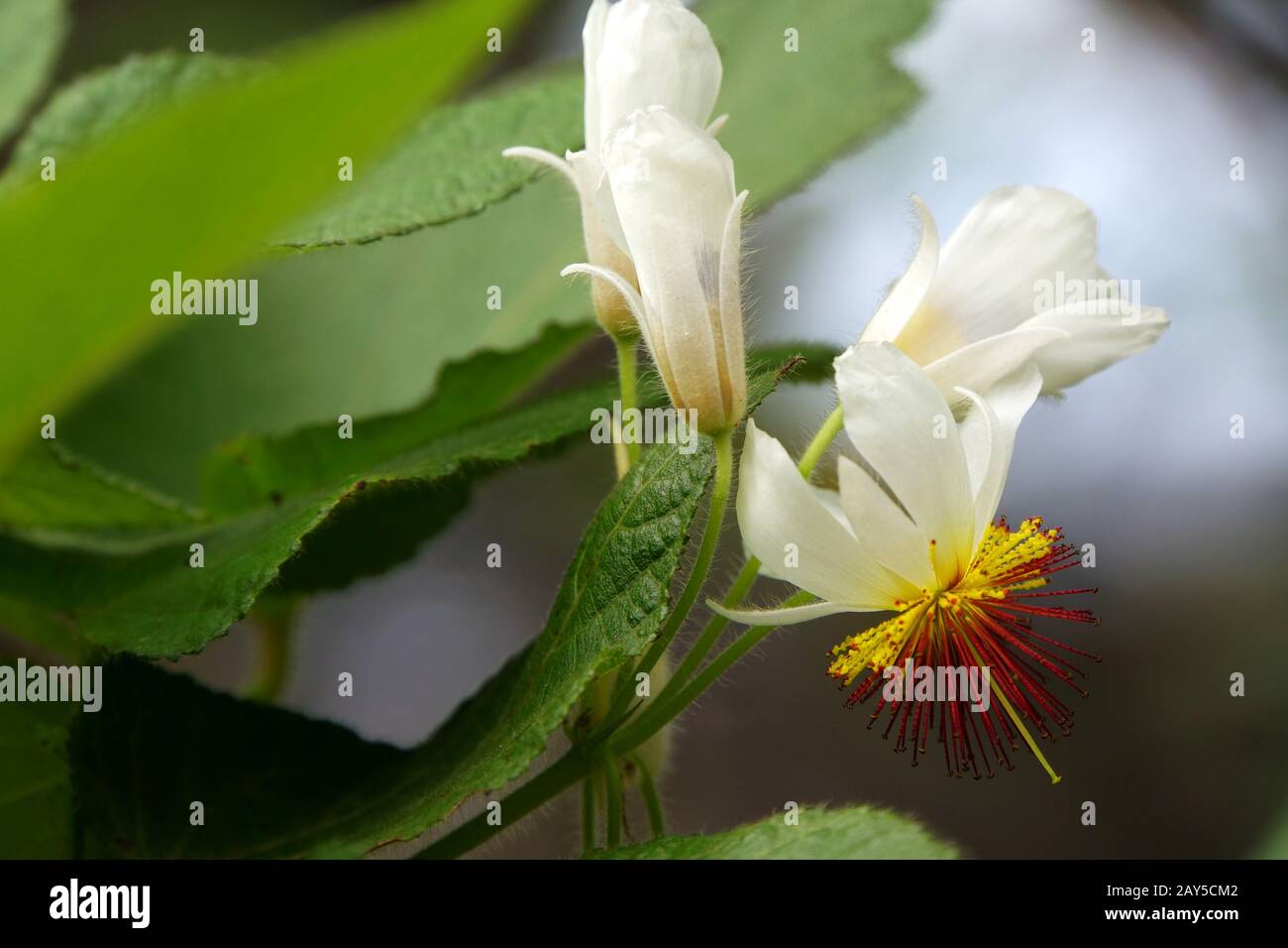Sparrmannia hi-res stock photography and images - Alamy
