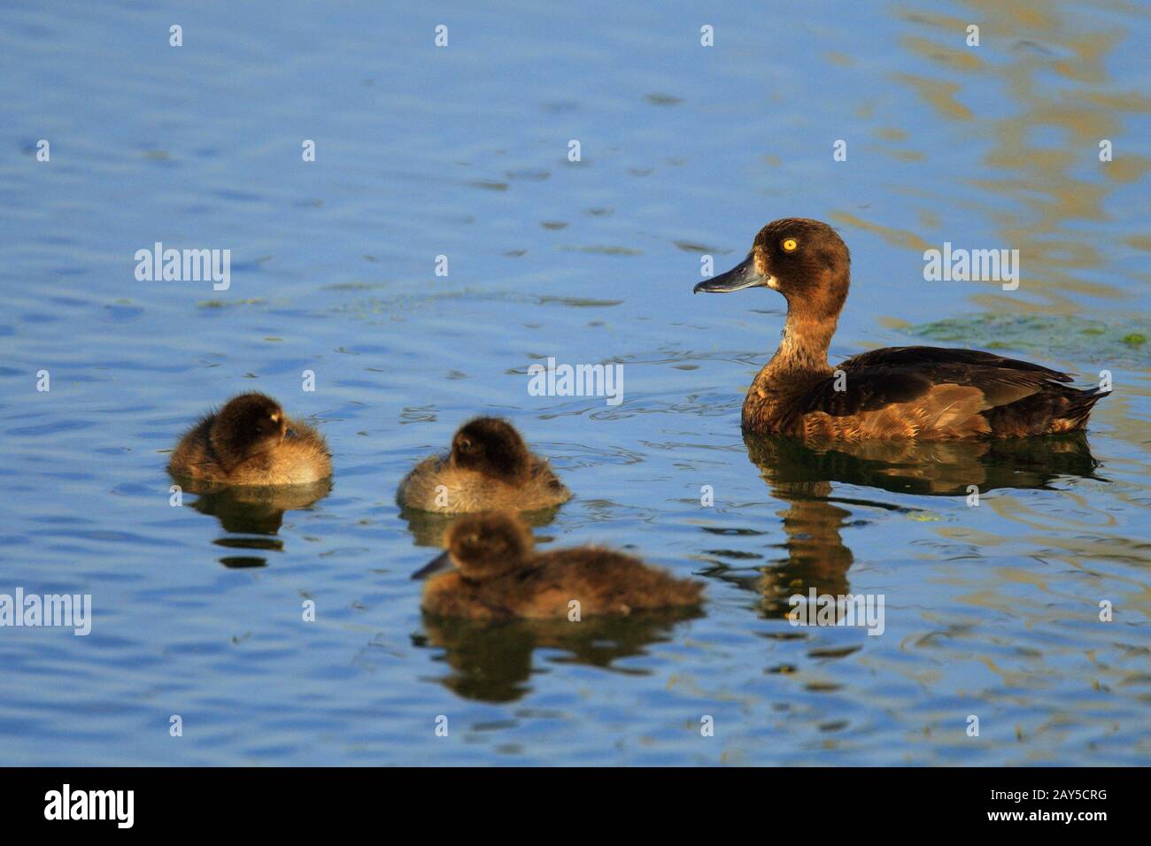 Adult female Tufted Duck bird with juvenile nestlings - latin Aythya ...