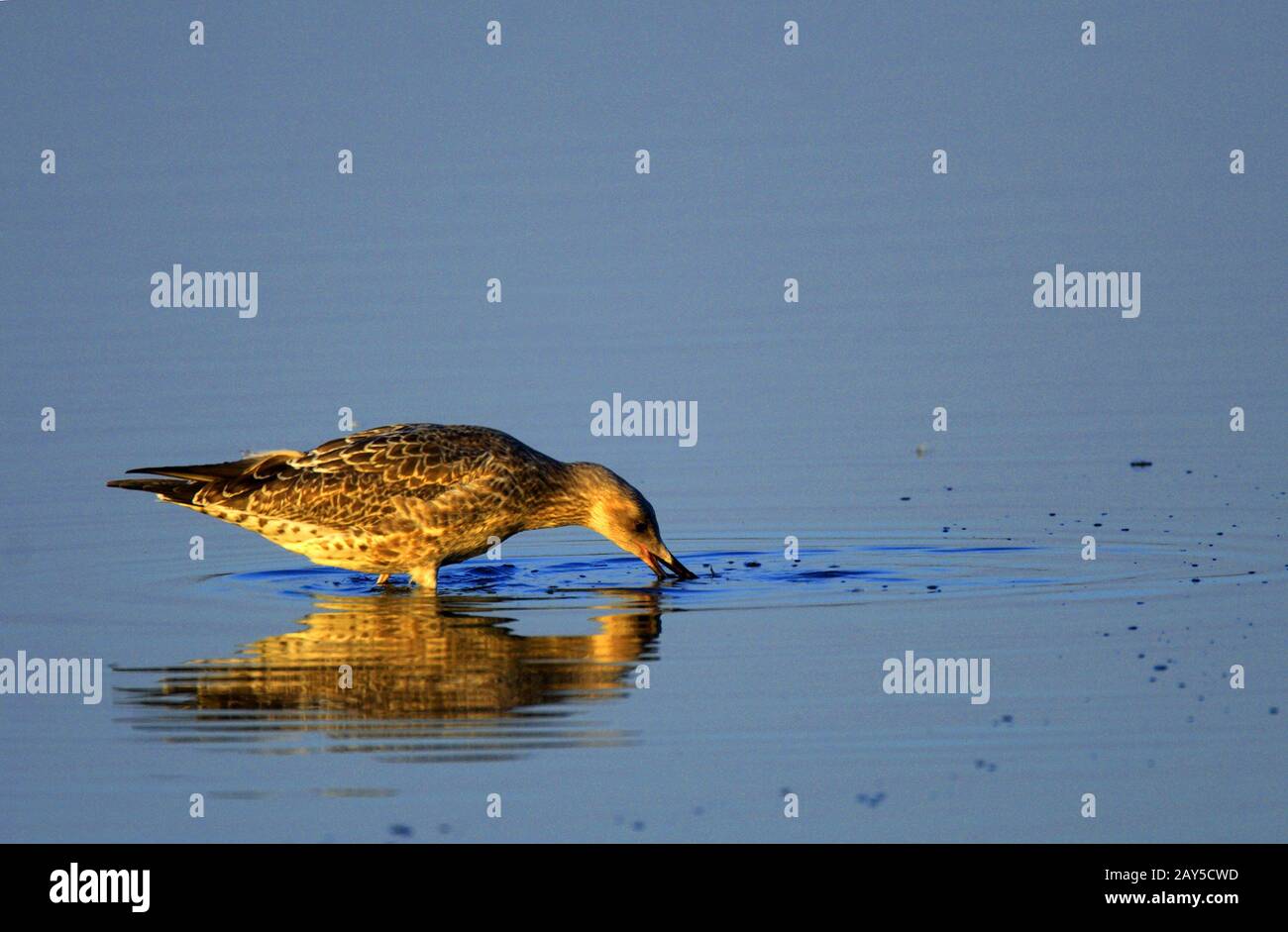 Single Herring Gull bird - latin Larus argentatus - on a water surface ...