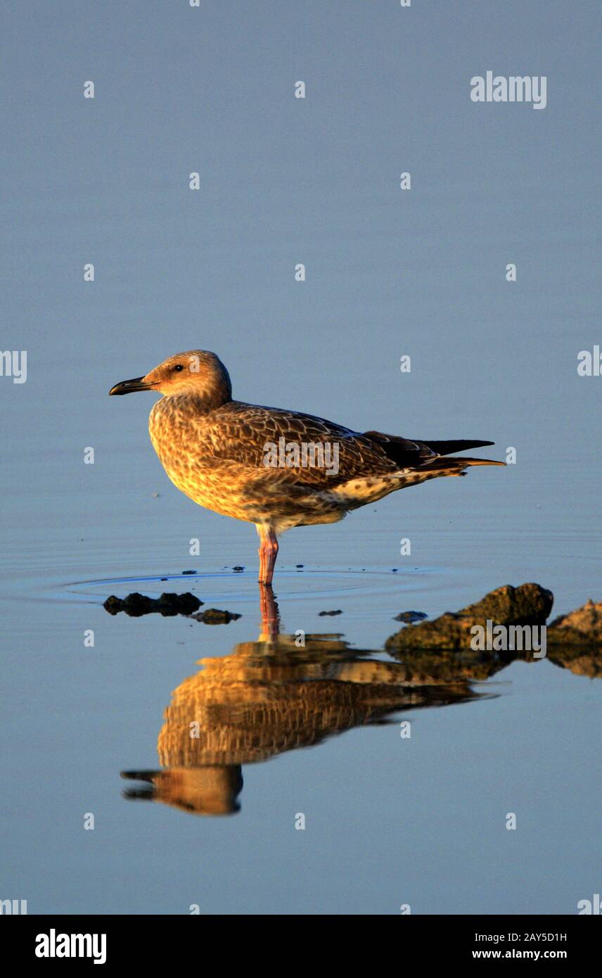 Single Herring Gull bird - latin Larus argentatus - on a water surface ...