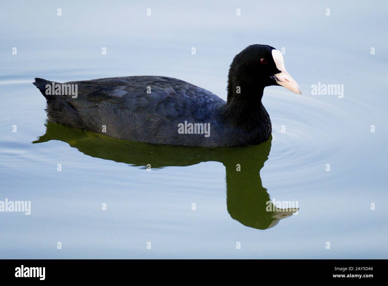 Single Eurasian Coot bird - latin Fulica atra - known also as ...