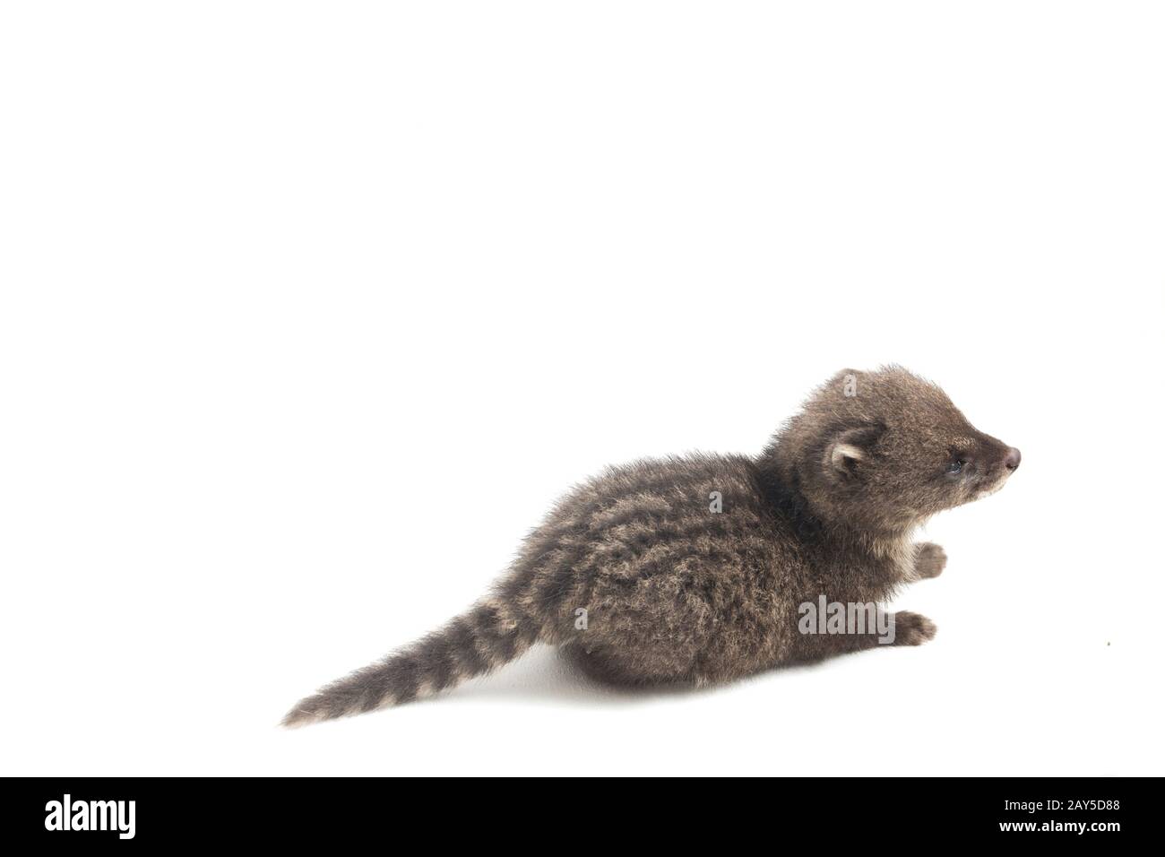 The baby small Indian civet (Viverricula indica) is a civet native to ...