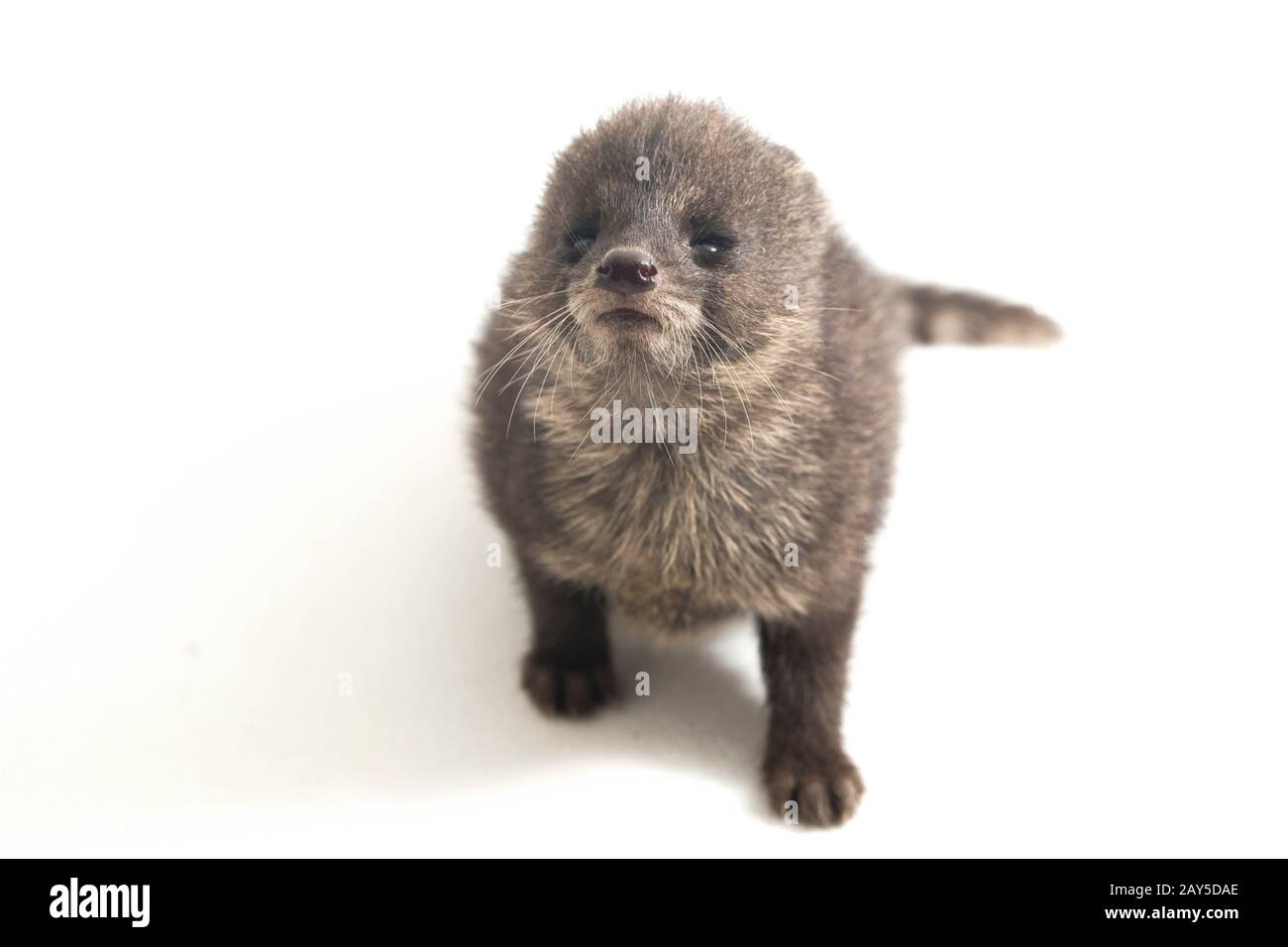 The baby small Indian civet (Viverricula indica) is a civet native to ...