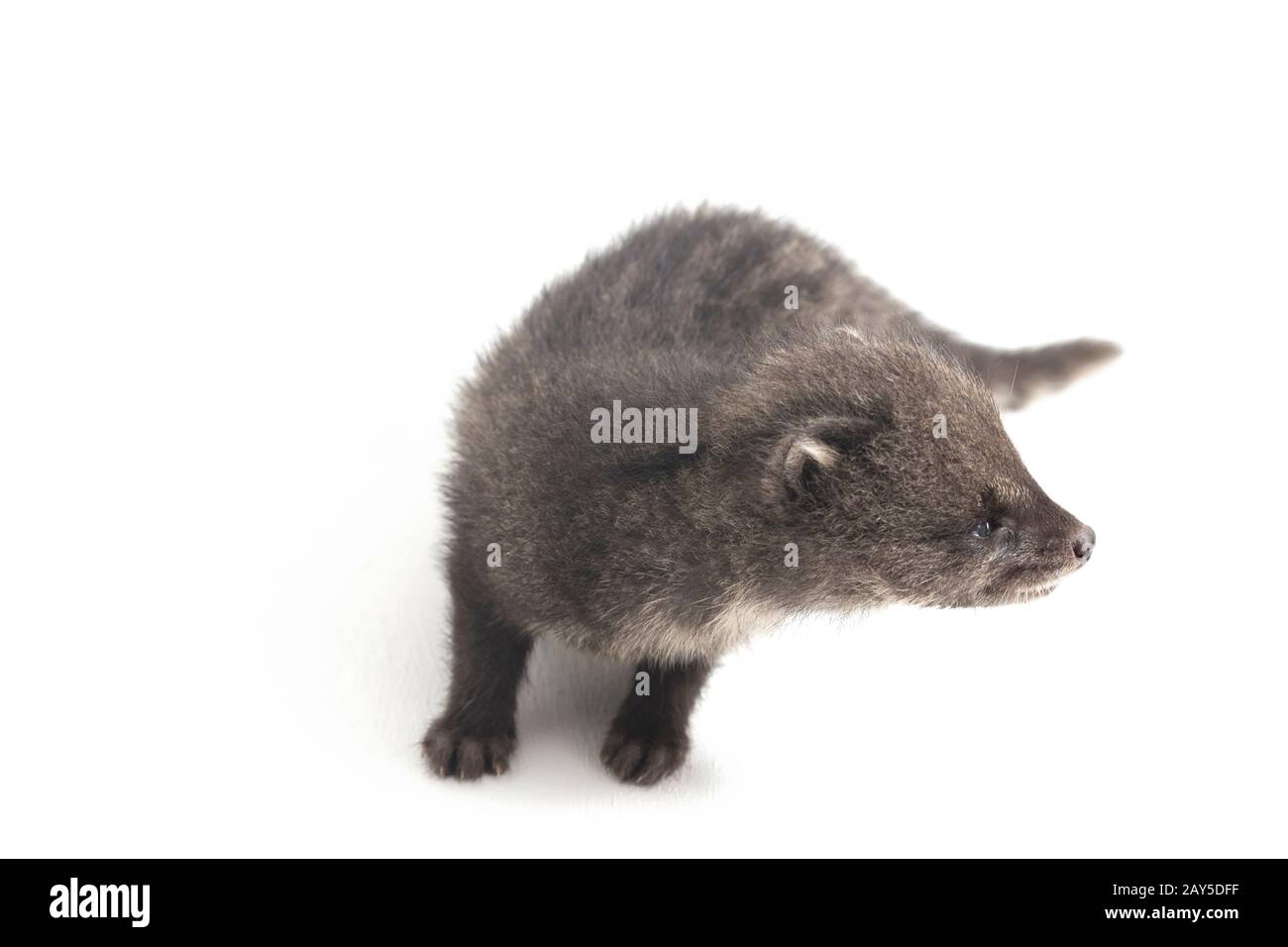 The baby small Indian civet (Viverricula indica) is a civet native to ...