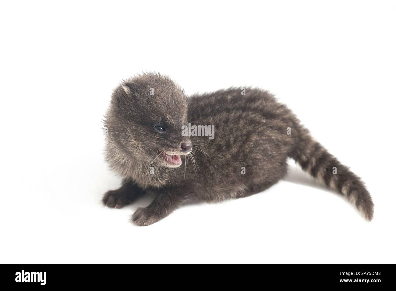 The baby small Indian civet (Viverricula indica) is a civet native to ...