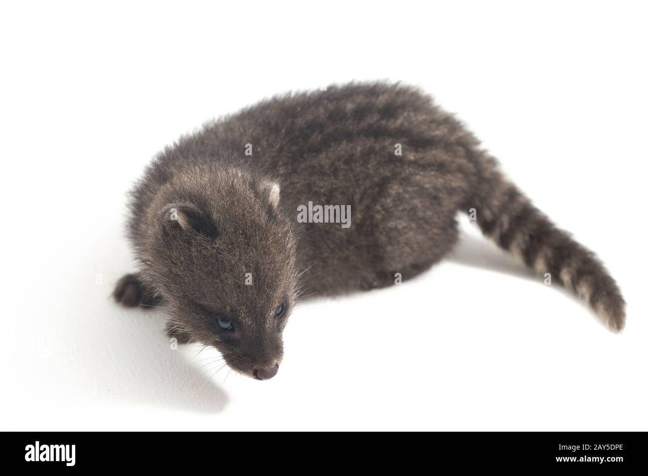 The baby small Indian civet (Viverricula indica) is a civet native to ...