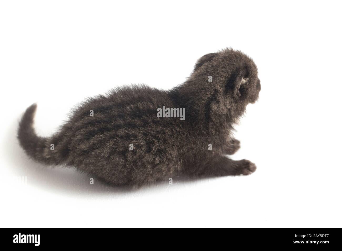 The baby small Indian civet (Viverricula indica) is a civet native to ...