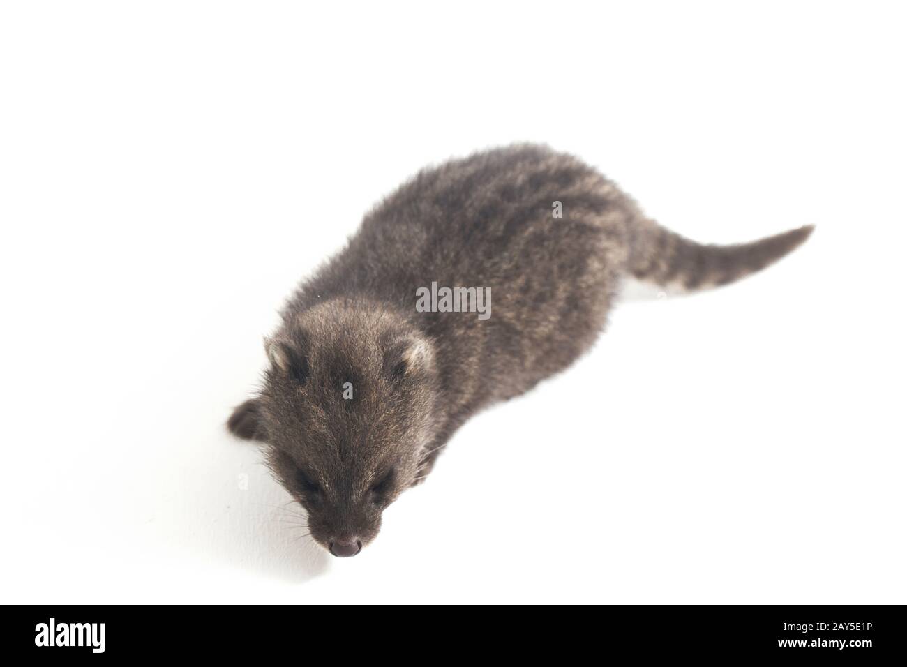 The baby small Indian civet (Viverricula indica) is a civet native to ...