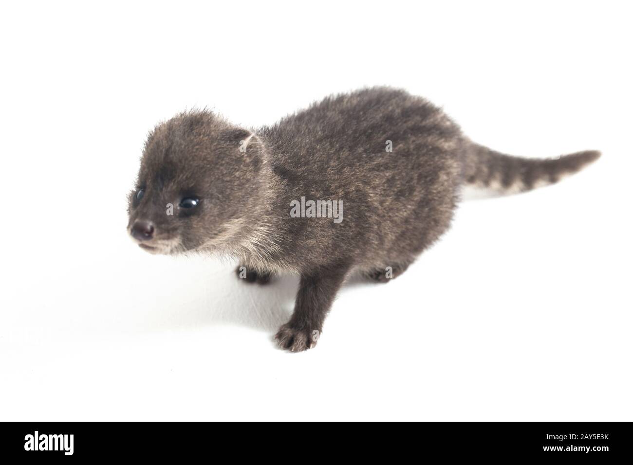 The baby small Indian civet (Viverricula indica) is a civet native to ...