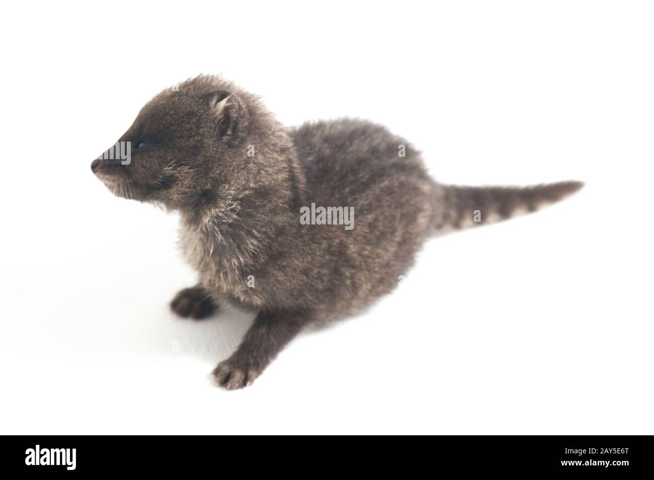 The baby small Indian civet (Viverricula indica) is a civet native to ...