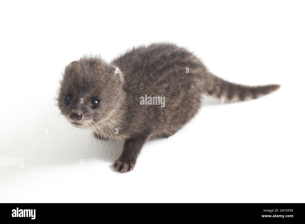 The baby small Indian civet (Viverricula indica) is a civet native to ...