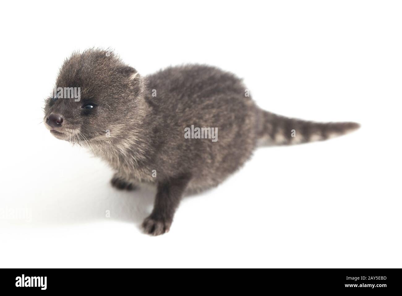 The baby small Indian civet (Viverricula indica) is a civet native to ...
