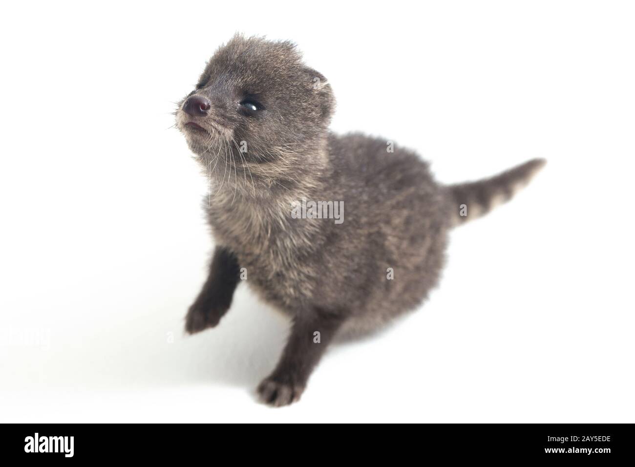 The baby small Indian civet (Viverricula indica) is a civet native to ...