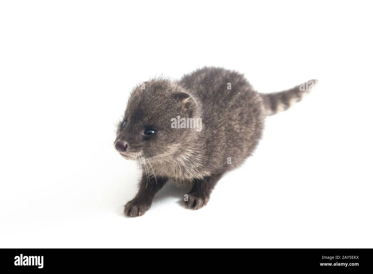 The baby small Indian civet (Viverricula indica) is a civet native to ...