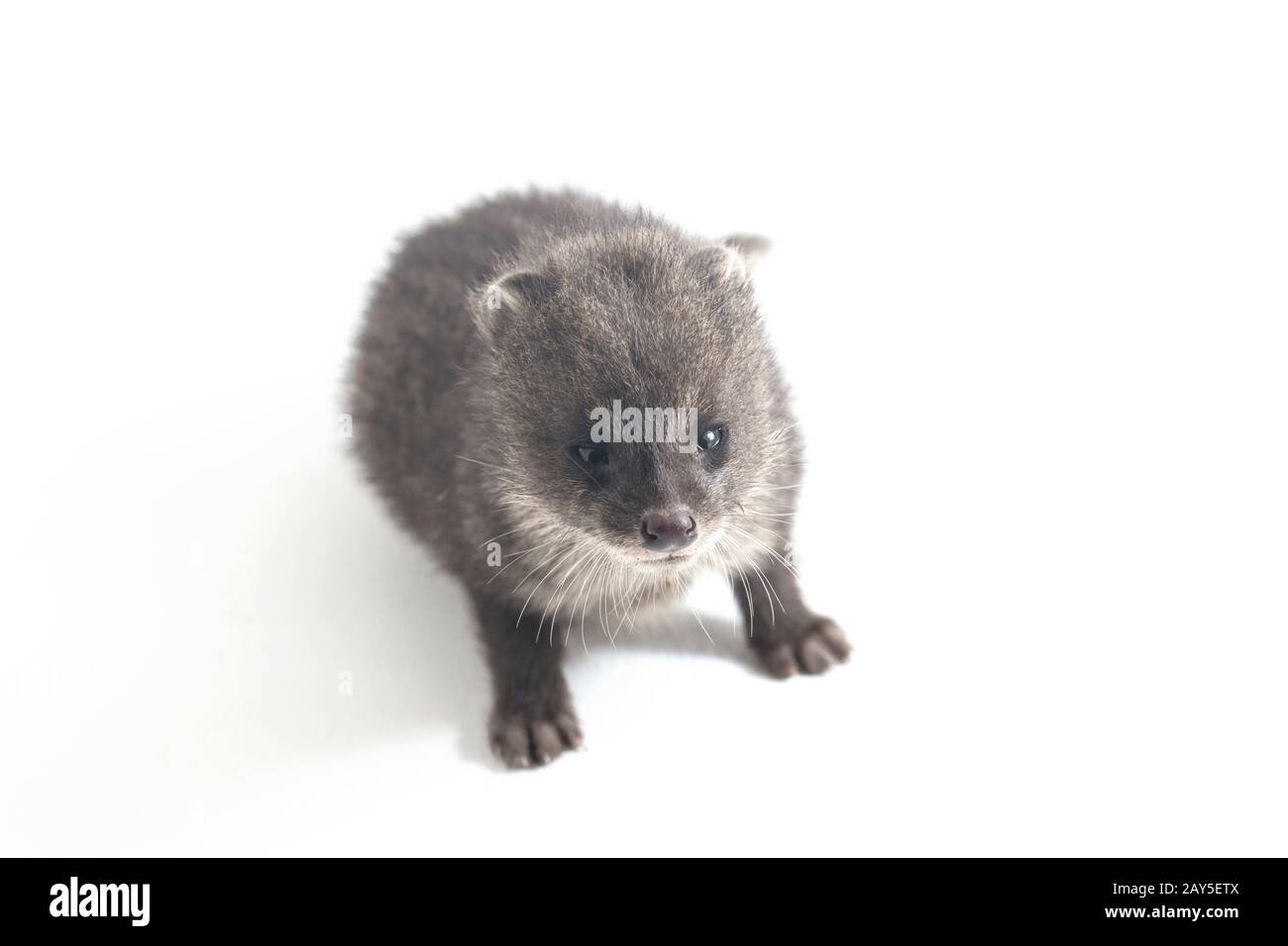 The baby small Indian civet (Viverricula indica) is a civet native to ...