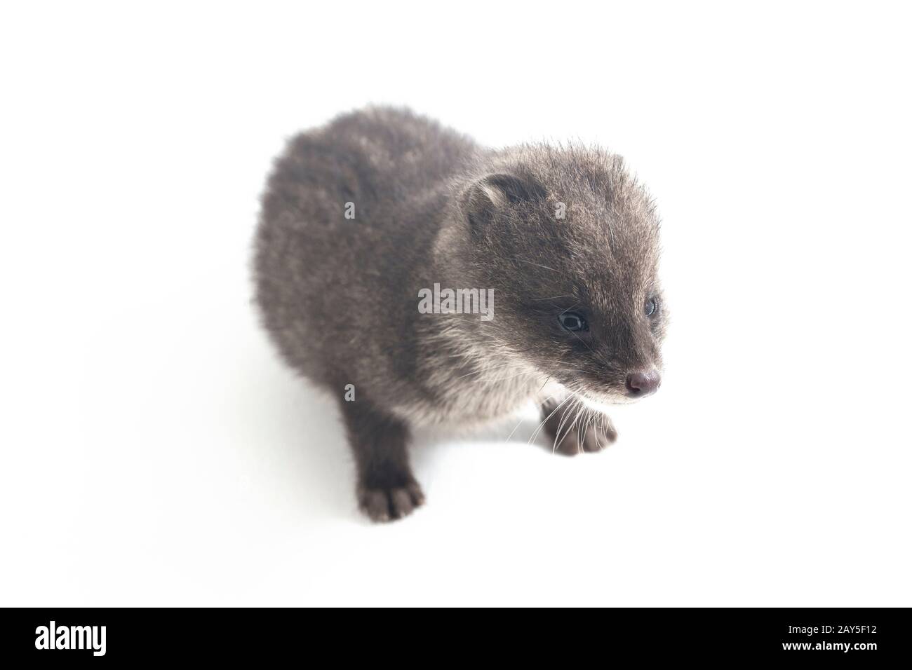 The baby small Indian civet (Viverricula indica) is a civet native to ...