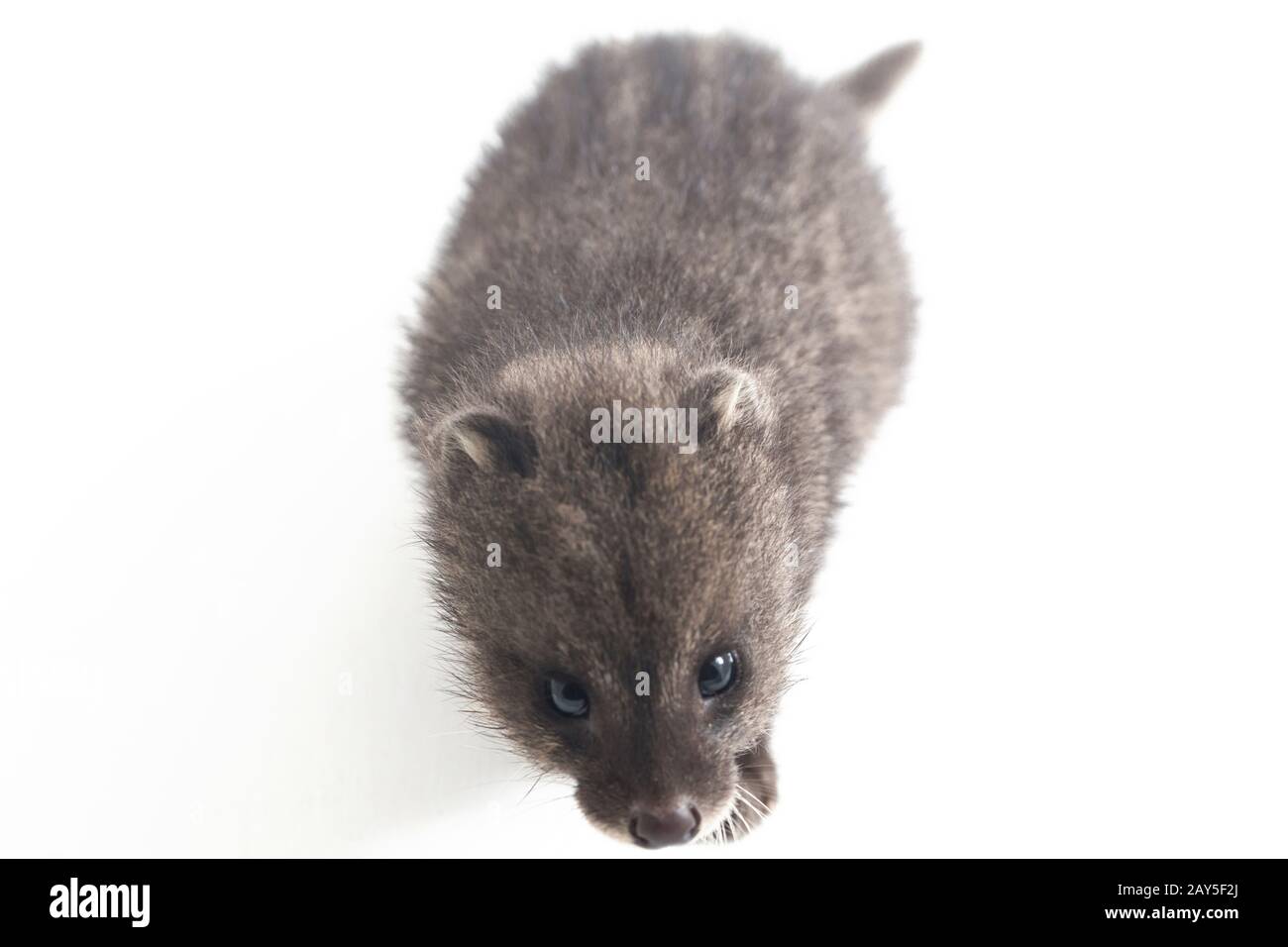 The baby small Indian civet (Viverricula indica) is a civet native to ...