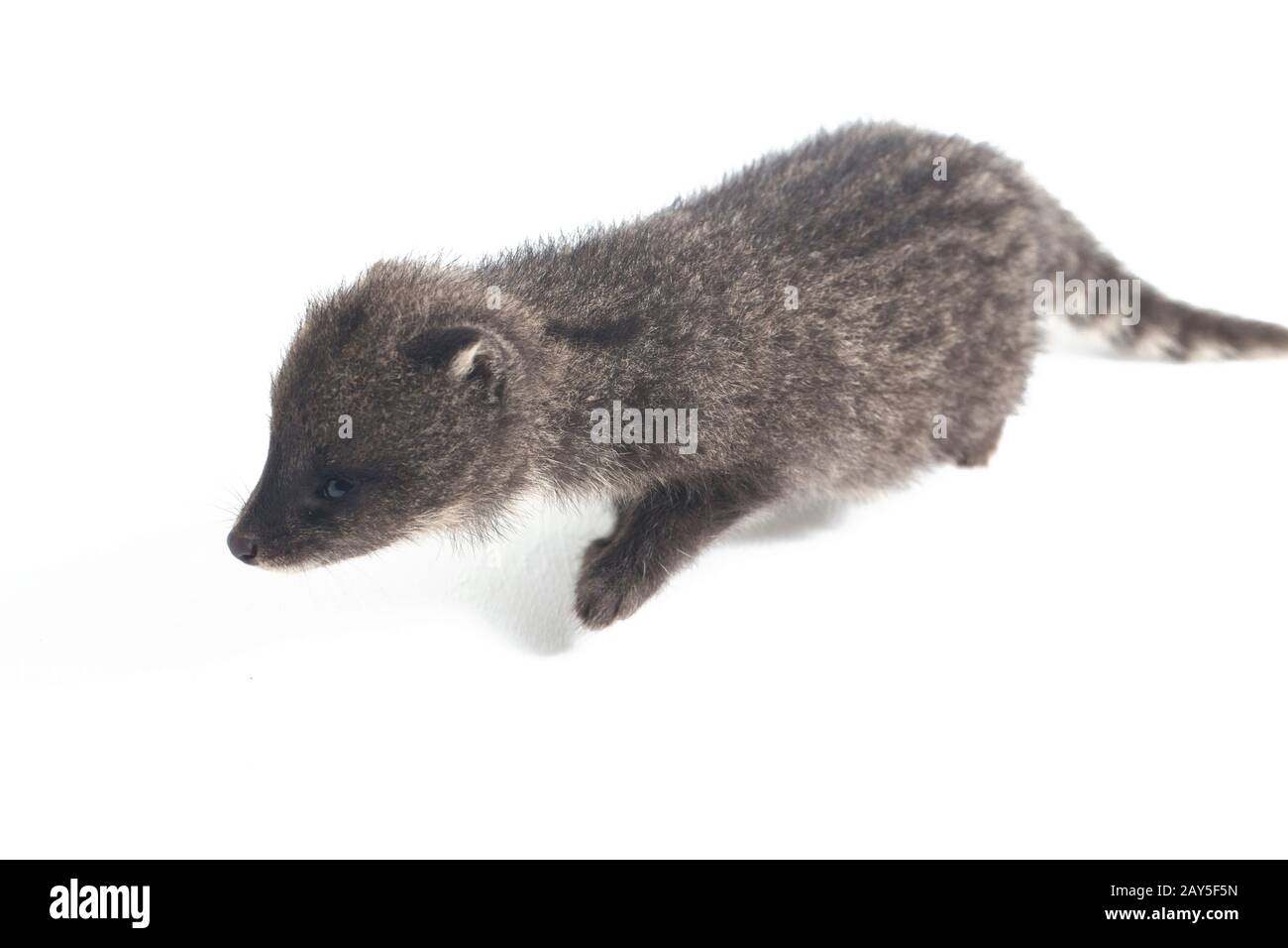 The baby small Indian civet (Viverricula indica) is a civet native to ...
