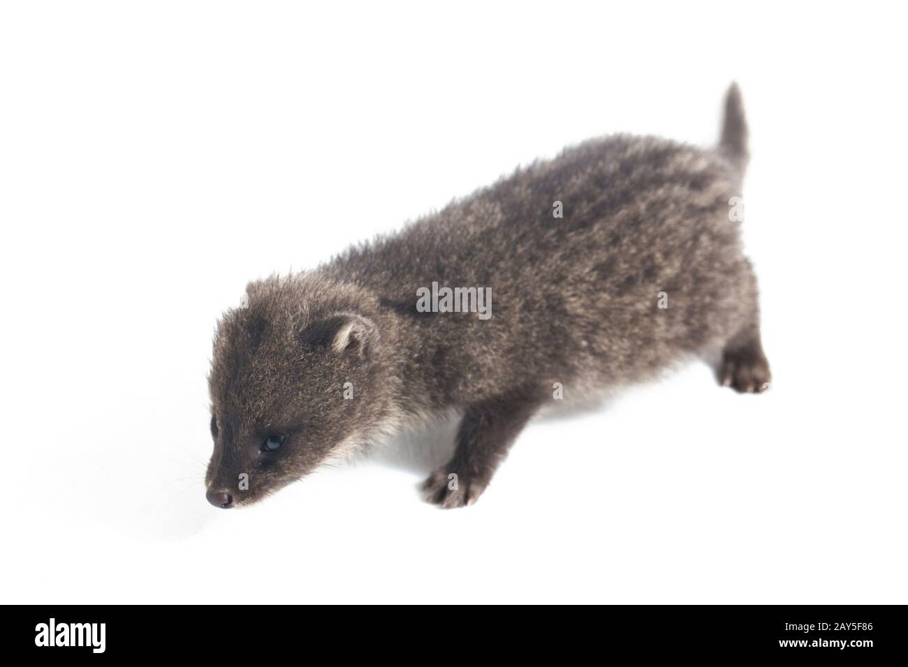 The baby small Indian civet (Viverricula indica) is a civet native to ...