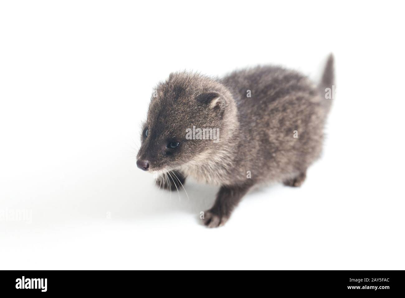 The baby small Indian civet (Viverricula indica) is a civet native to ...