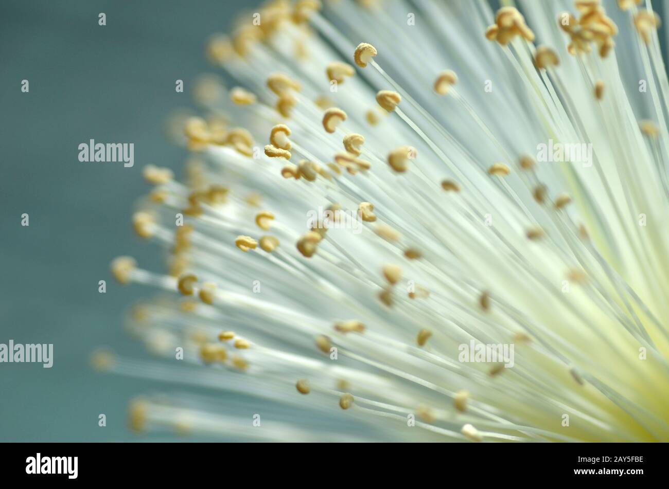 Shaving bush hi-res stock photography and images - Alamy