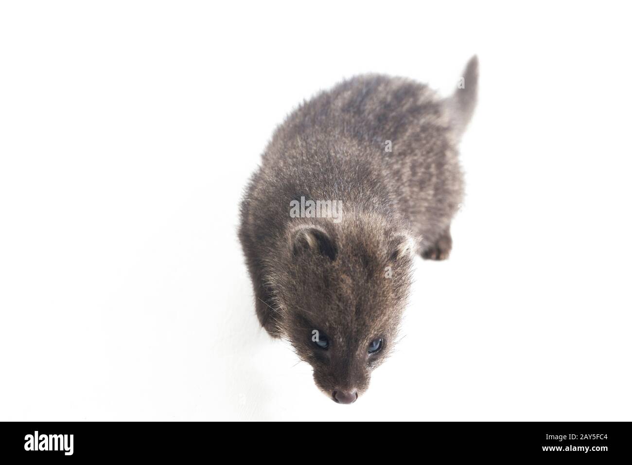 The baby small Indian civet (Viverricula indica) is a civet native to ...