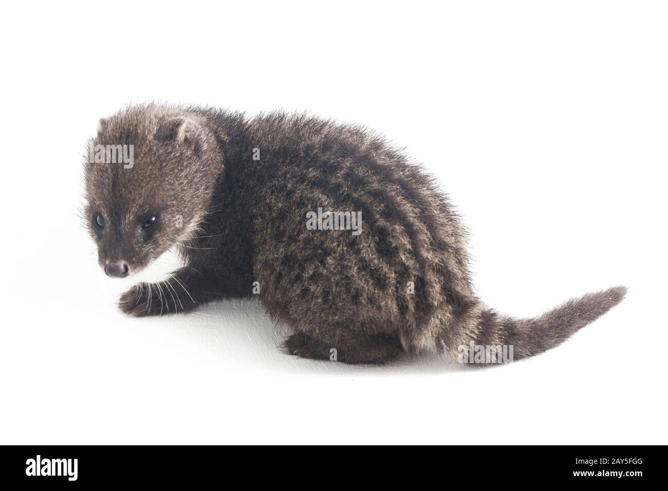 The baby small Indian civet (Viverricula indica) is a civet native to ...