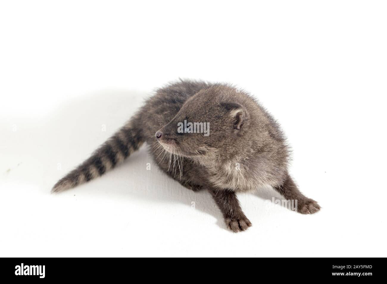 The baby small Indian civet (Viverricula indica) is a civet native to ...