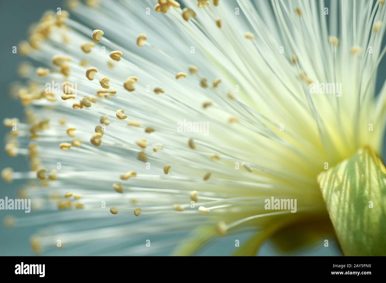 Shaving bush hi-res stock photography and images - Alamy