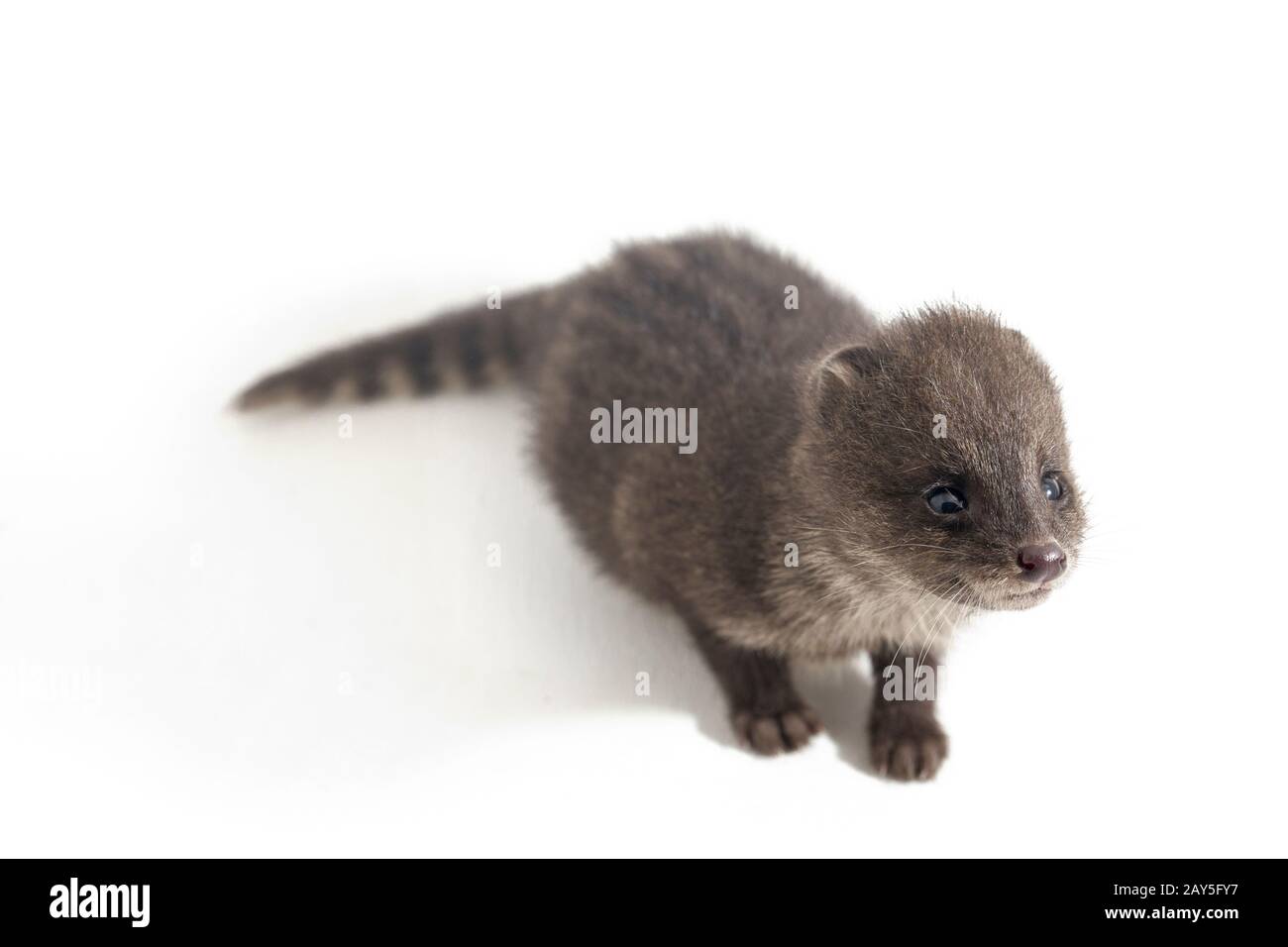 The baby small Indian civet (Viverricula indica) is a civet native to ...