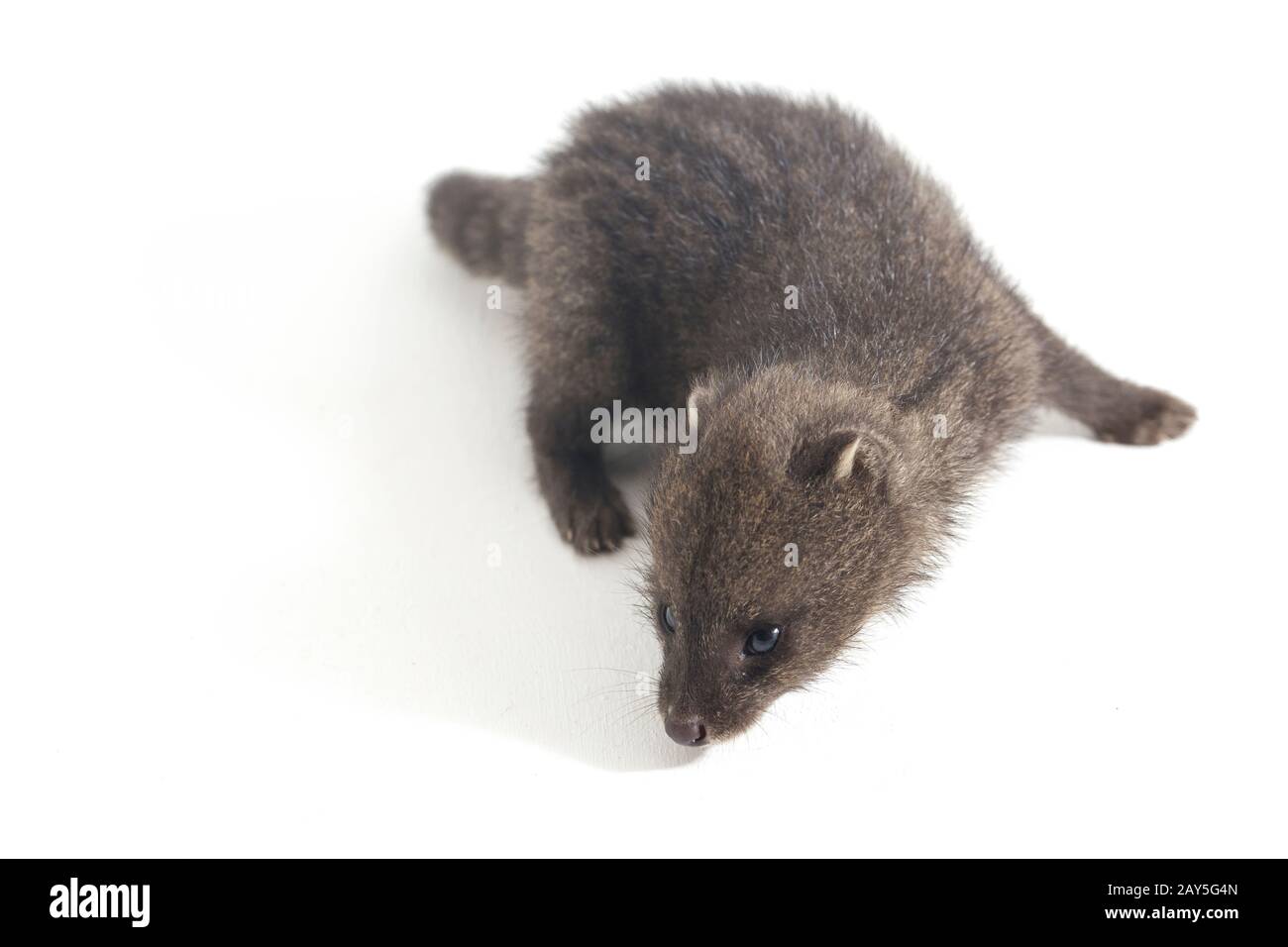 The baby small Indian civet (Viverricula indica) is a civet native to ...