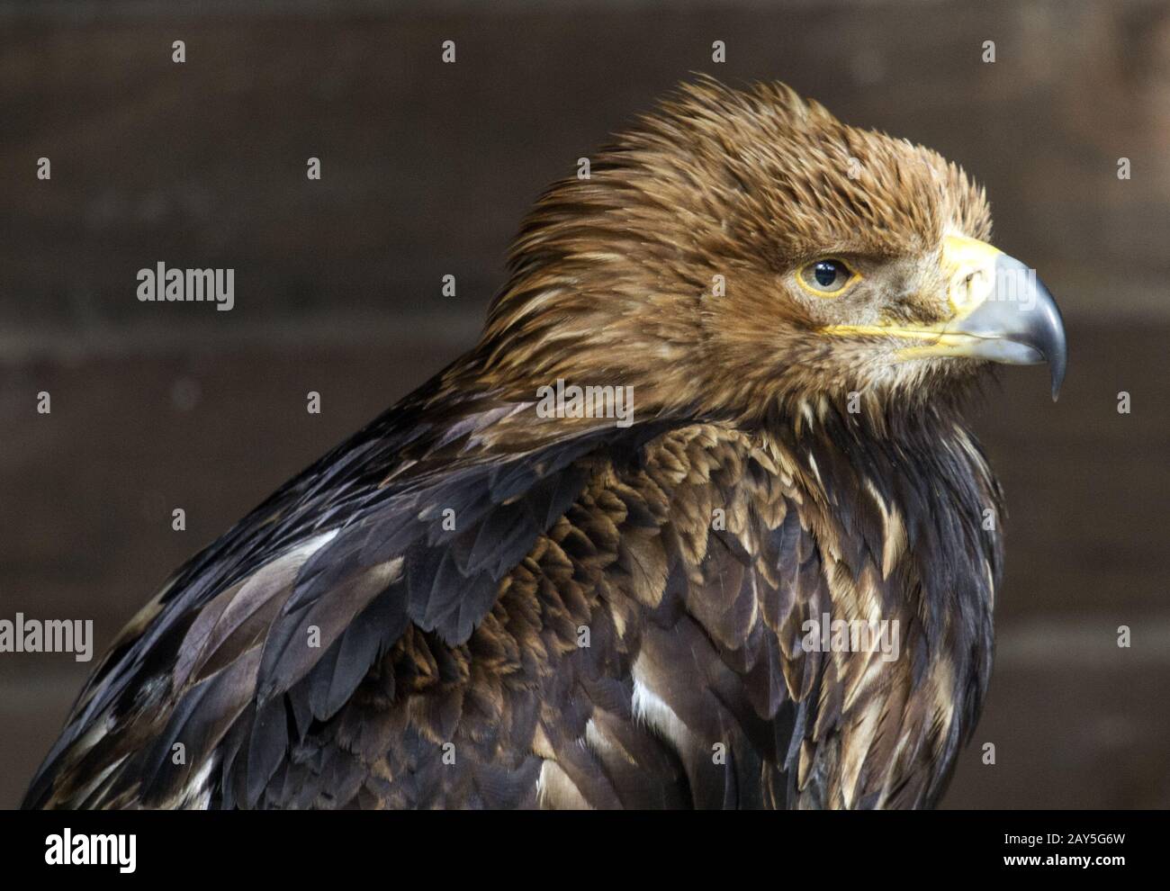 Eastern imperial eagle, asian imperial eagle, imperial eagle Stock ...