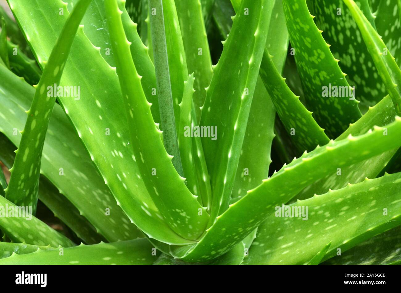 Close up Aloe Vera Plant Stock Photo - Alamy