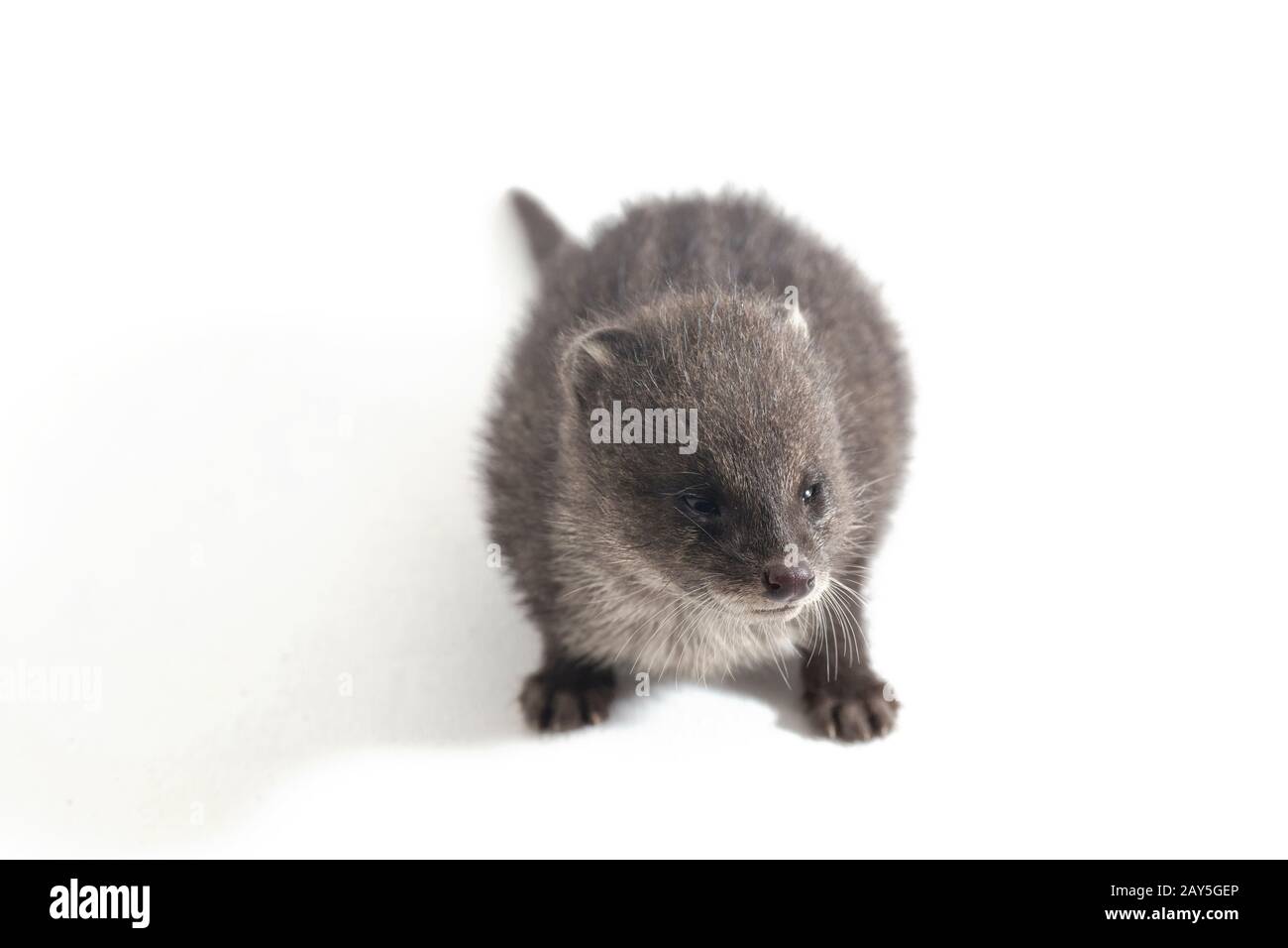 The baby small Indian civet (Viverricula indica) is a civet native to ...