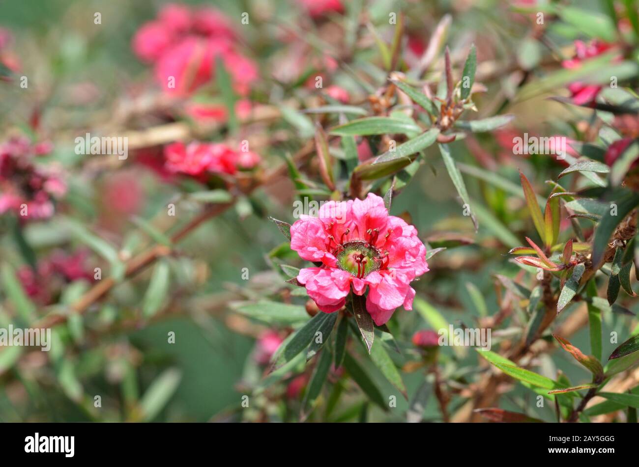 Pink manuka hi-res stock photography and images - Alamy