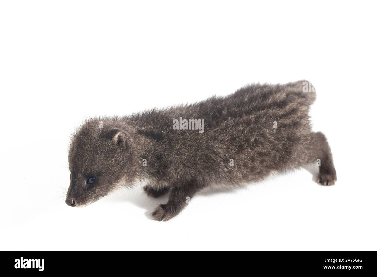 The baby small Indian civet (Viverricula indica) is a civet native to ...