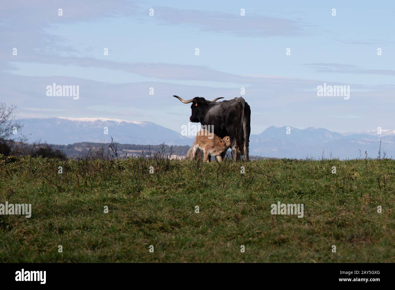 Maternal breed hi-res stock photography and images - Alamy