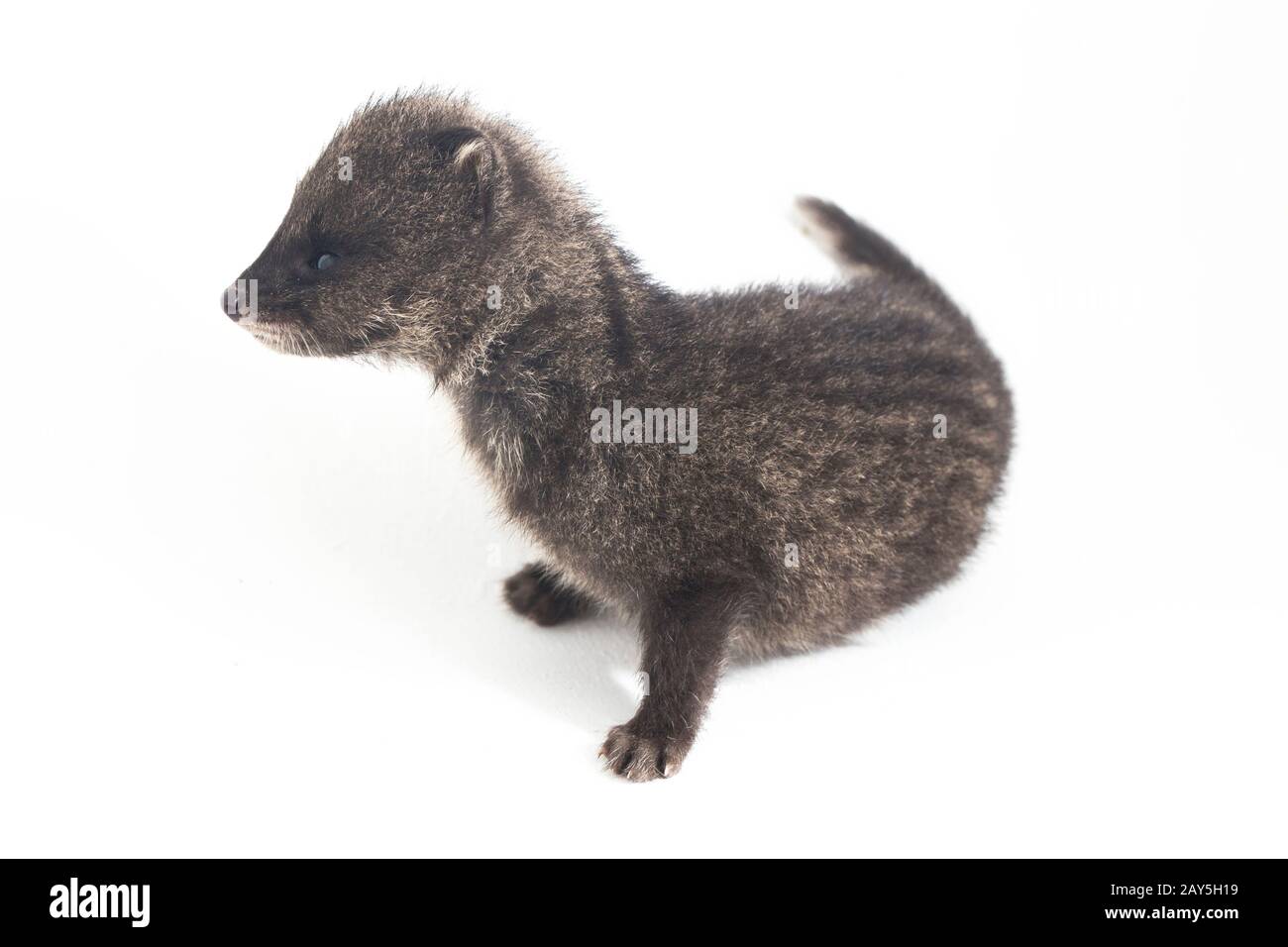 The baby small Indian civet (Viverricula indica) is a civet native to ...