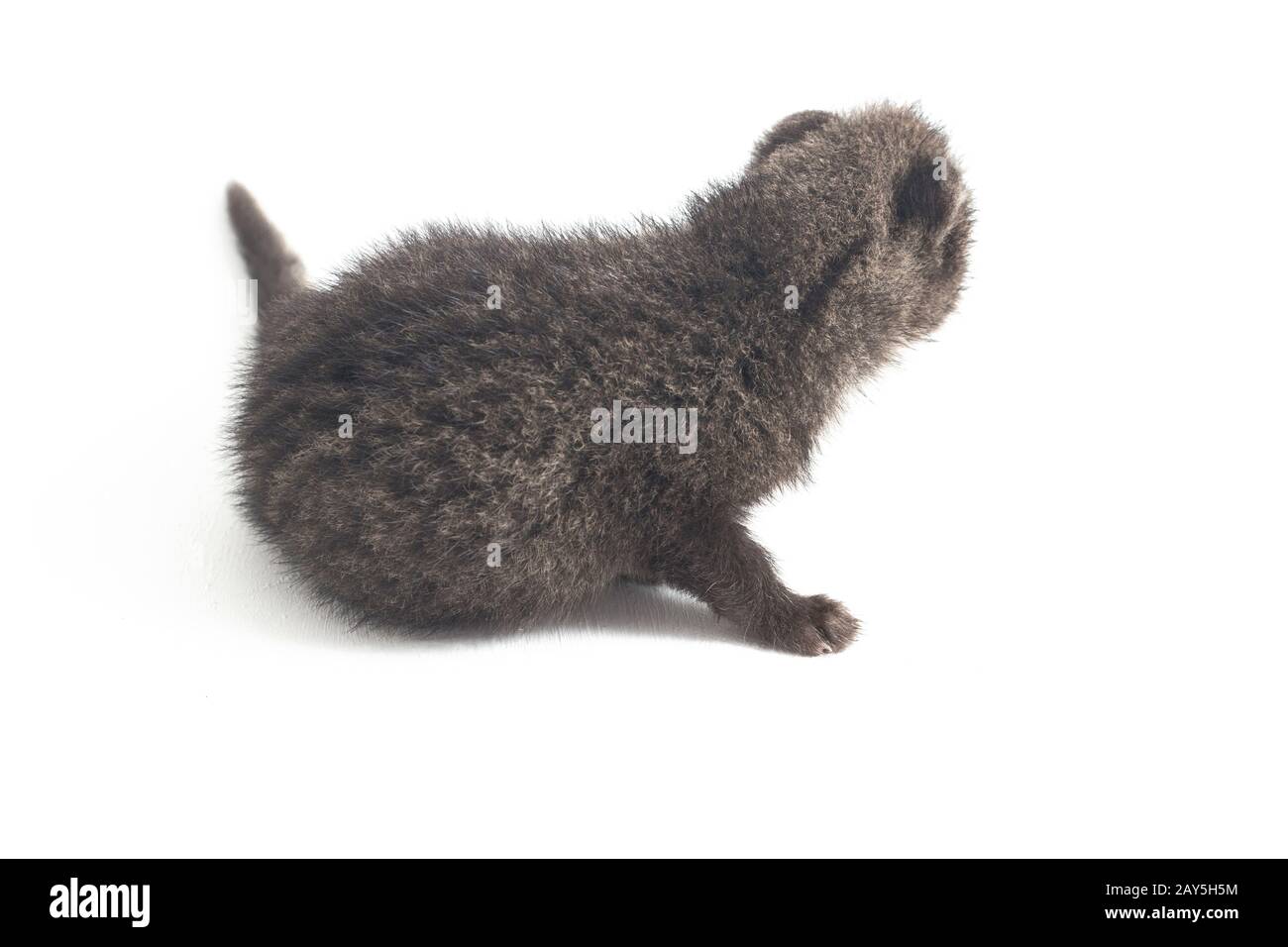 The baby small Indian civet (Viverricula indica) is a civet native to ...