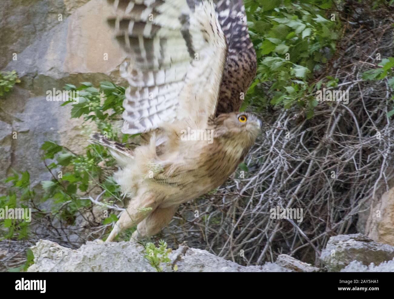 brown fish-owl at Green Canyon near Manavgat, Olymapinar reservoir ...