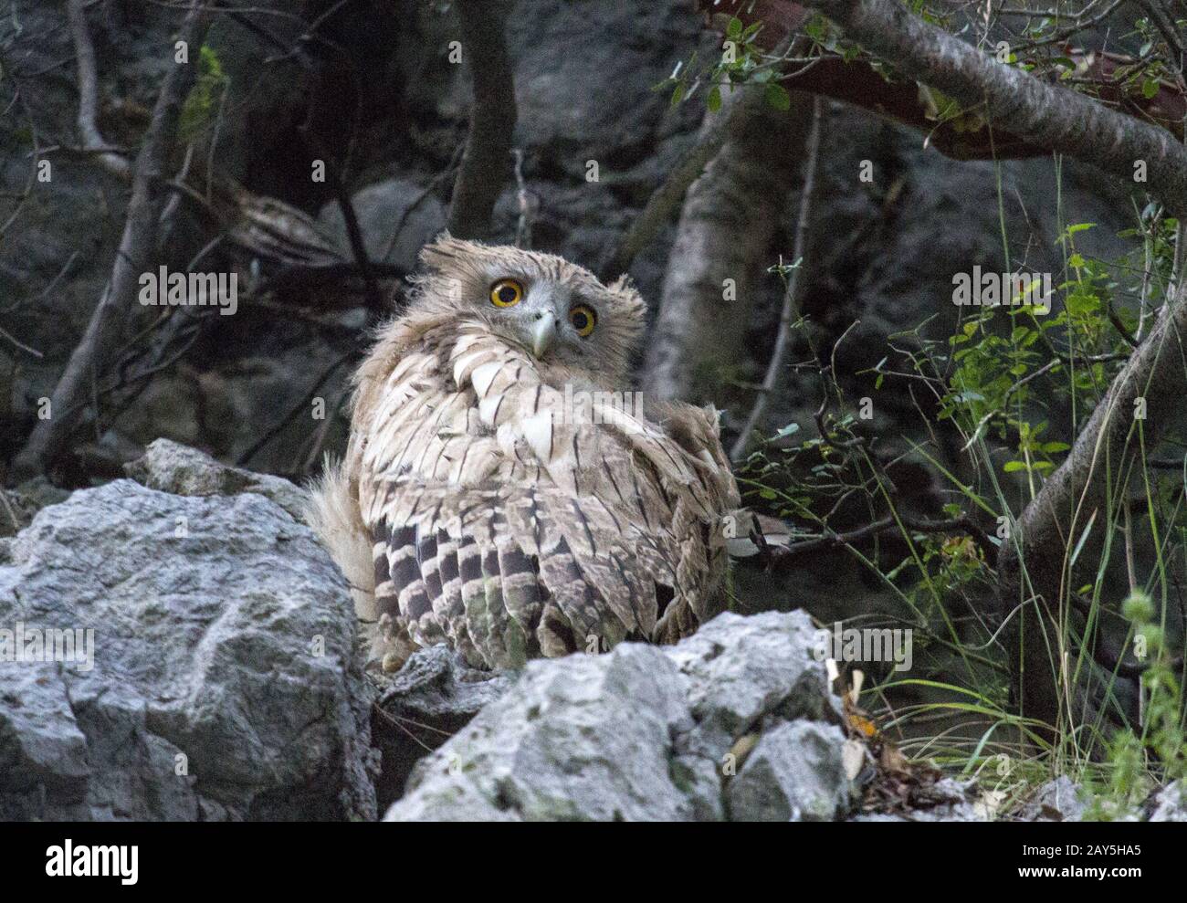 brown fish-owl at Green Canyon near Manavgat, Olymapinar reservoir ...
