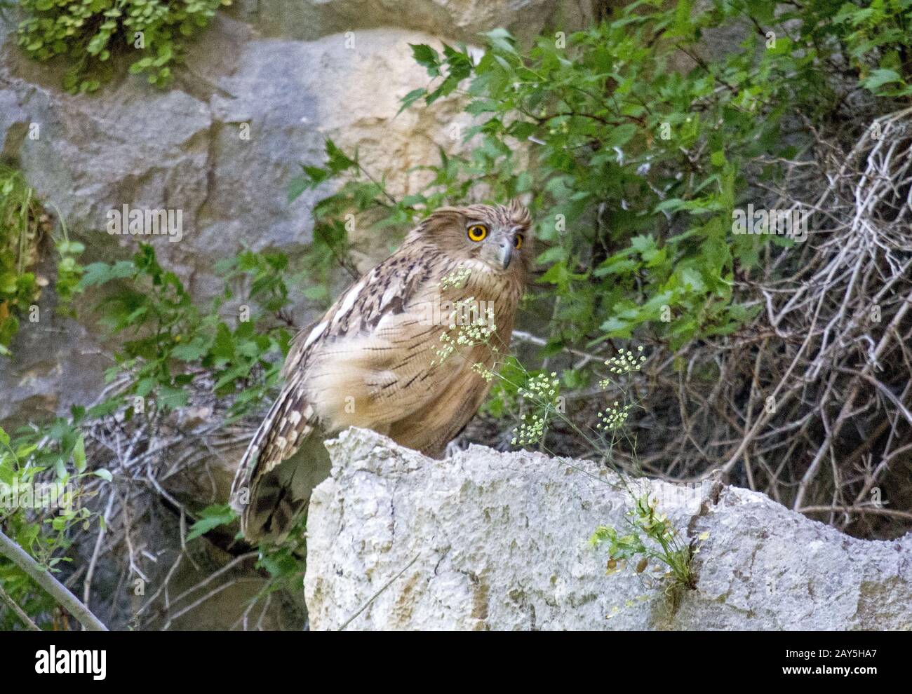 brown fish-owl at Green Canyon near Manavgat, Olymapinar reservoir ...