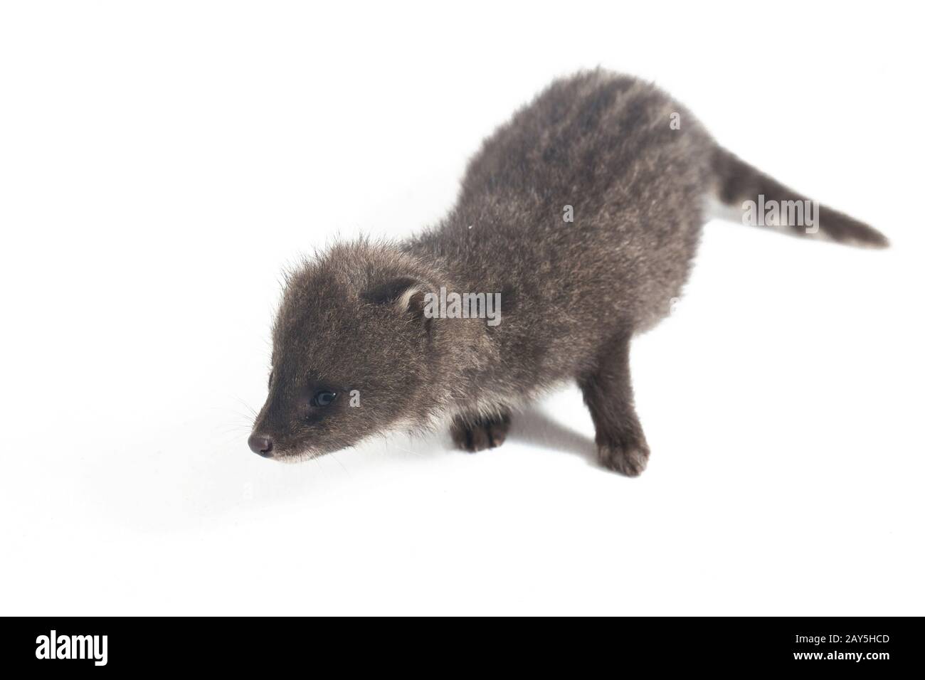 The baby small Indian civet (Viverricula indica) is a civet native to ...