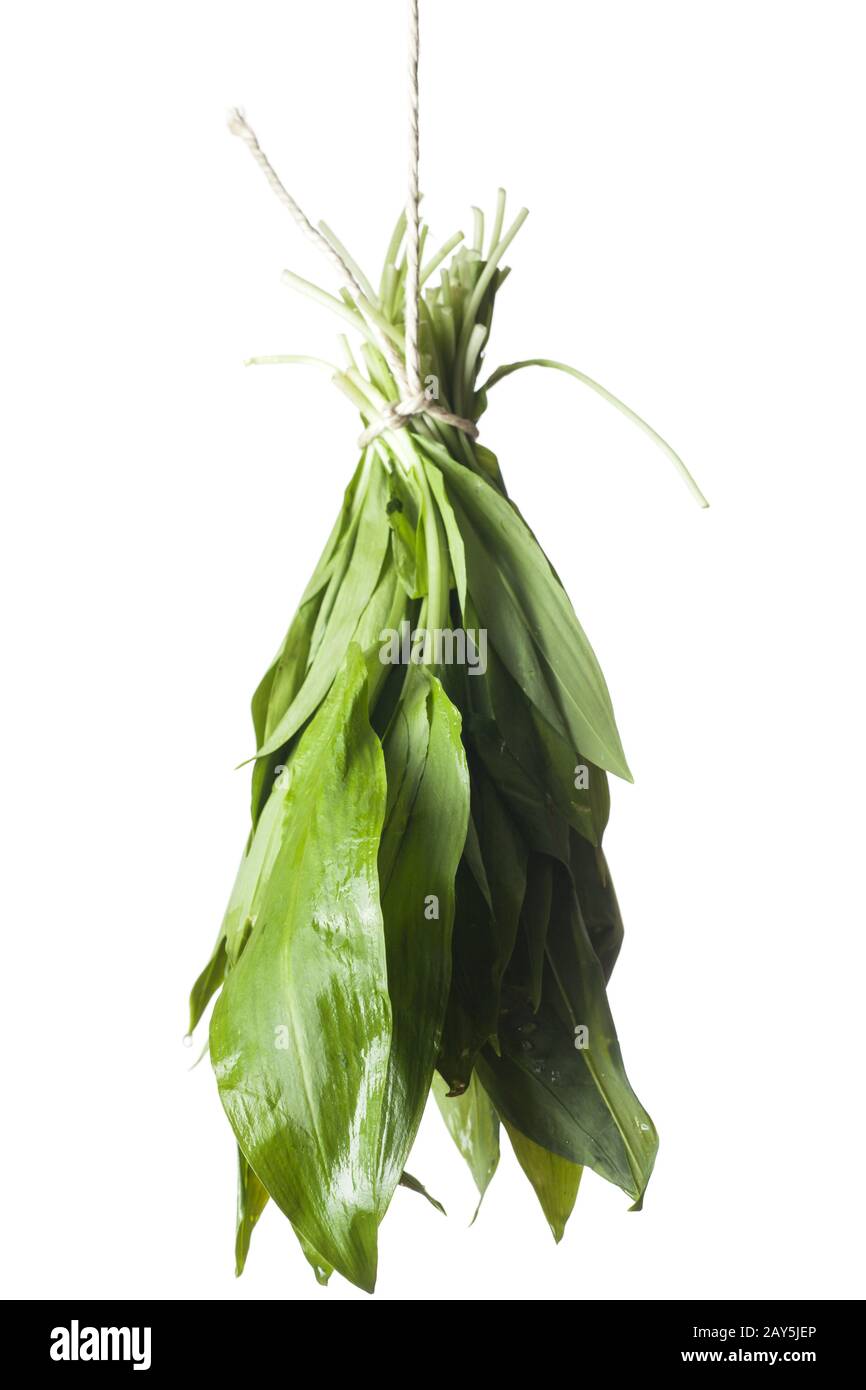 bunch of fresh ramson Stock Photo - Alamy