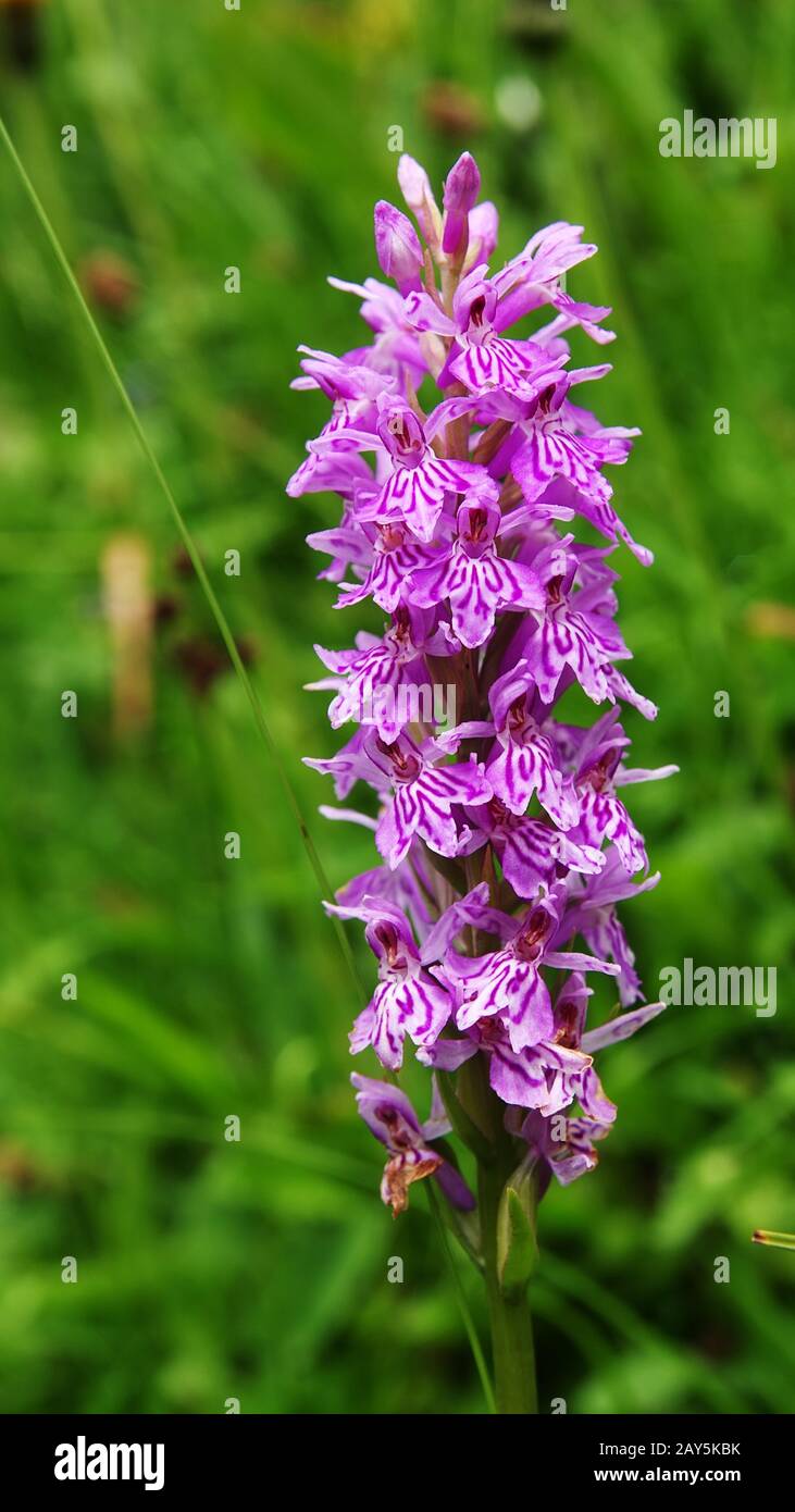 Fox orchid in the Nagelfluhkette Nature Park Stock Photo - Alamy