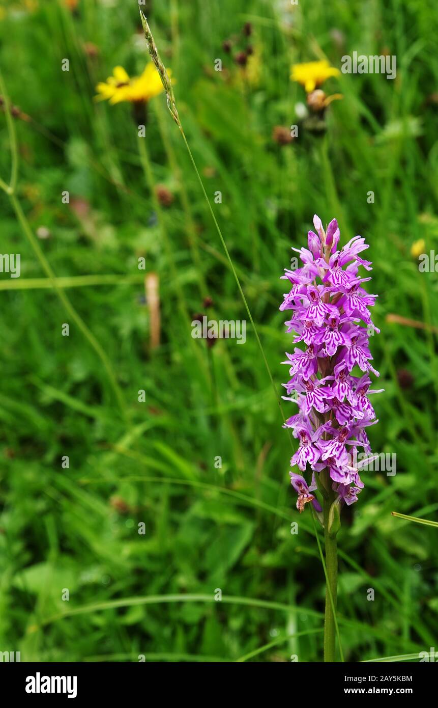 Fox orchid in the Nagelfluhkette Nature Park Stock Photo - Alamy